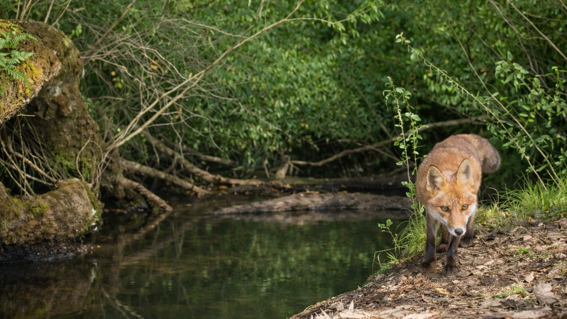 Seven days of wildlife captured on a trail camera