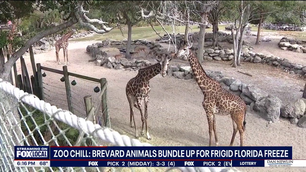 Brevard Zoo prepares animals for rare Florida freeze