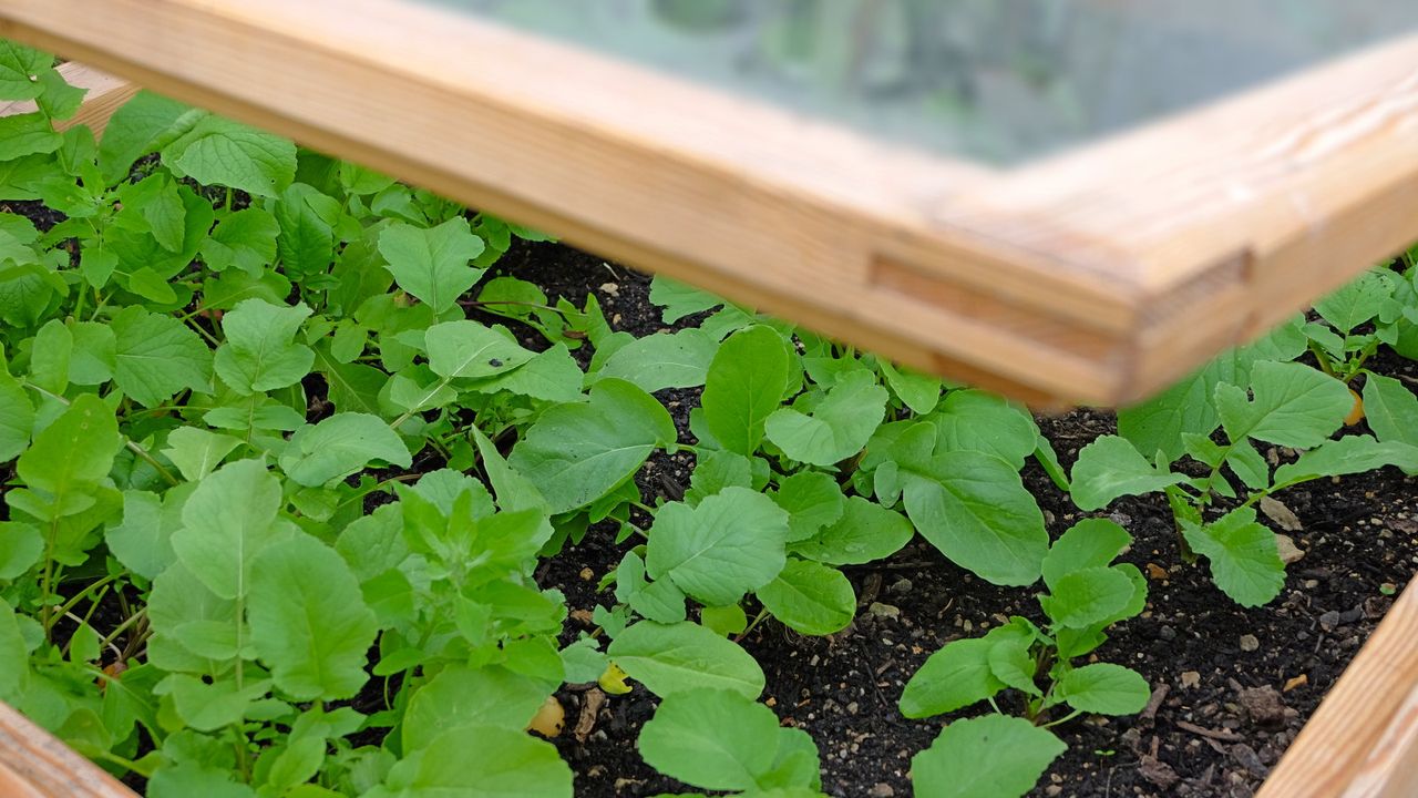 If you want early crops, then sow these 7 vegetables under cold frames ...
