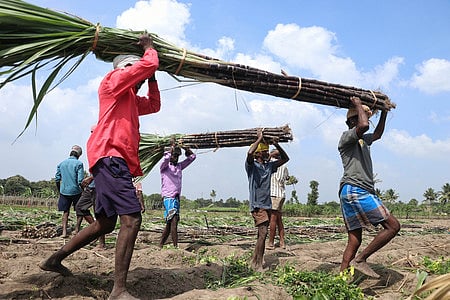 Rising labour costs upset sugarcane farmers