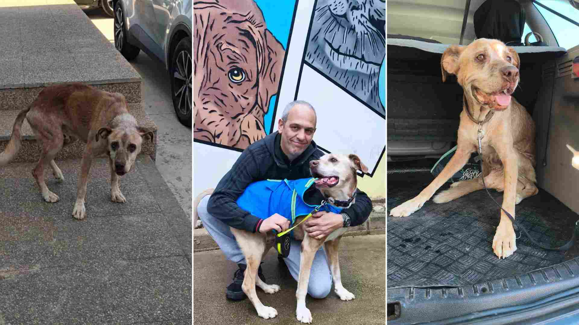 La historia de Rex, el perro de un okupa de Ibiza con tantas pulgas que ...