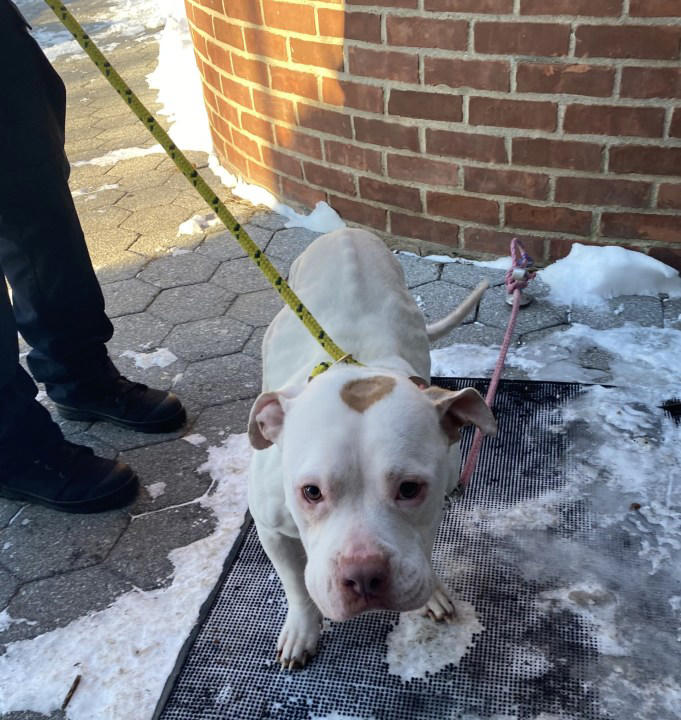 New Haven Animal Shelter looking for man who allegedly abandoned dog