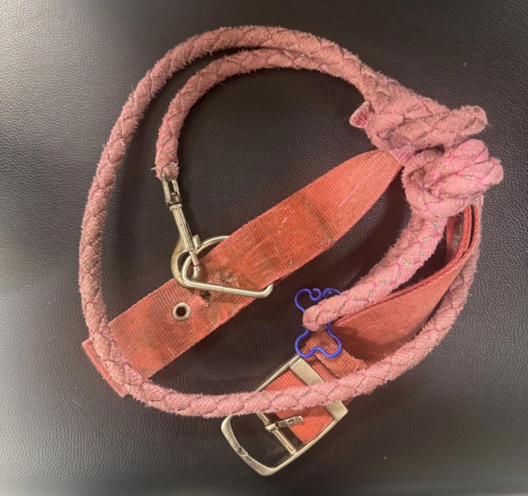 New Haven Animal Shelter looking for man who allegedly abandoned dog