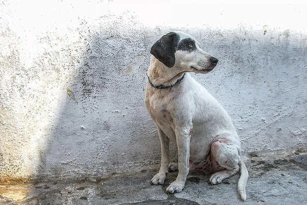 Why adopting indie dogs is becoming a responsible choice