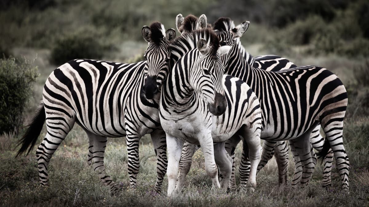International Zebra Day 2026: Meet the three distinct zebra species ...