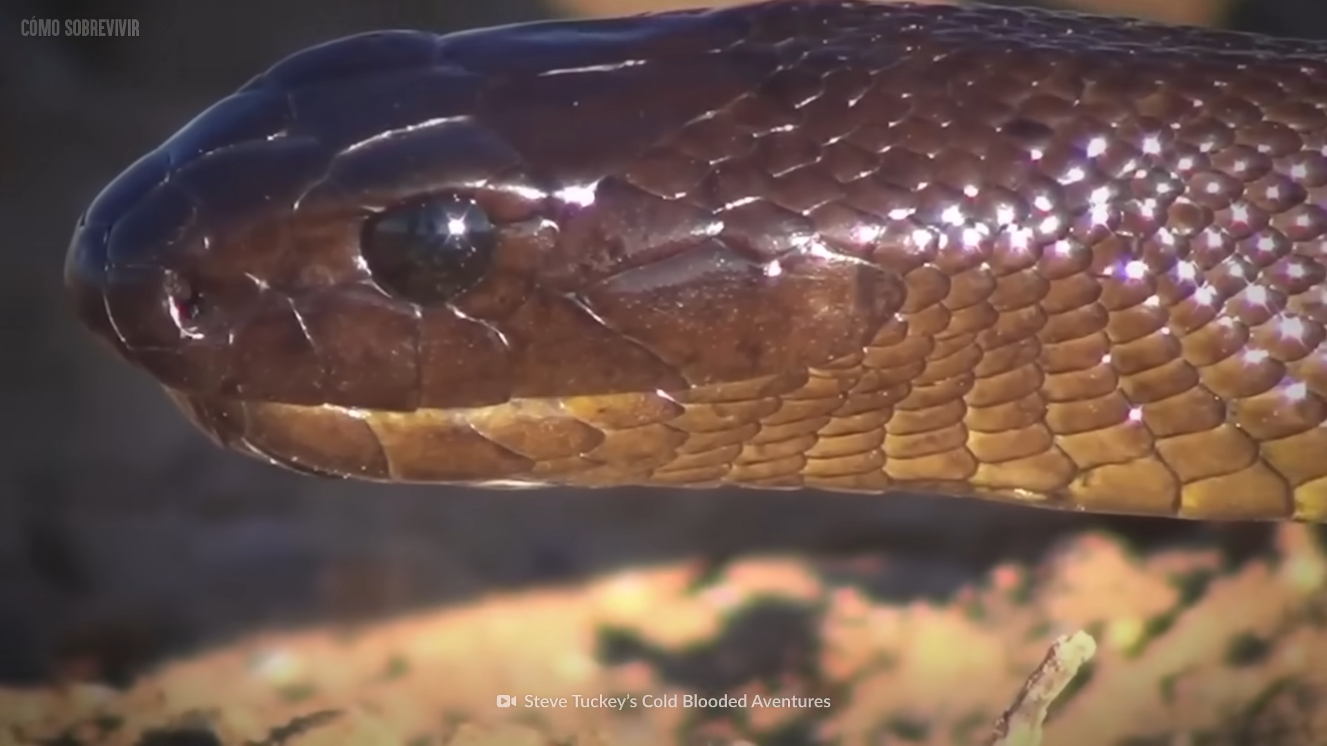 Su mascota lo mordió - su cuerpo empezó a apagarse