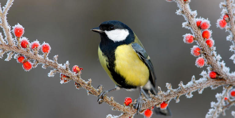 How do birds stay warm over winter? 5 clever tricks they use to survive ...