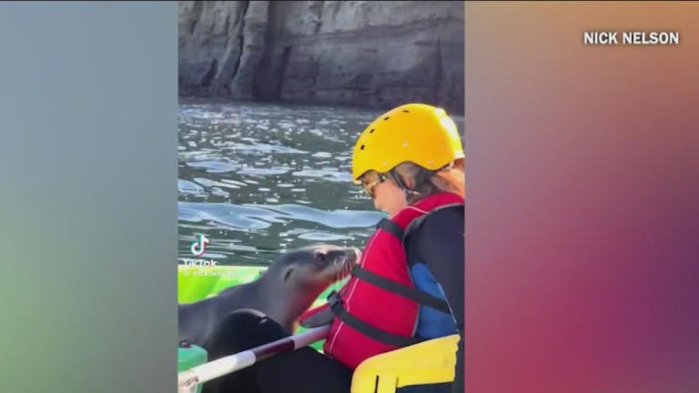Video: Friendly sea lion hangs out on kayak in La Jolla