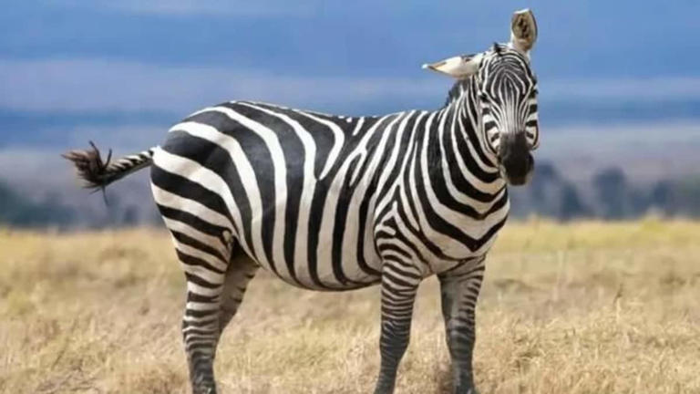 International Zebra Day 2026: Meet the three distinct zebra species ...