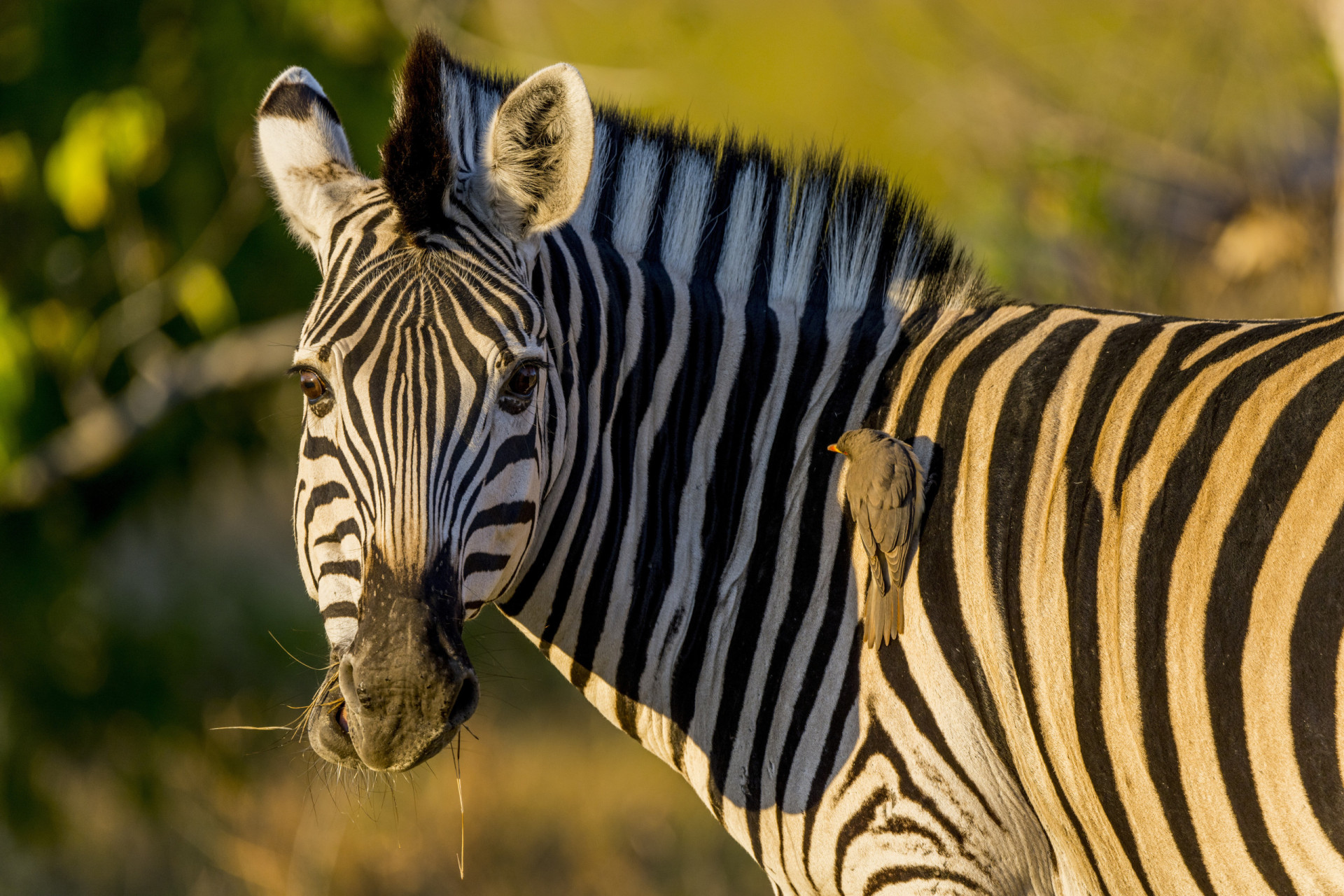 Fun facts about zebras