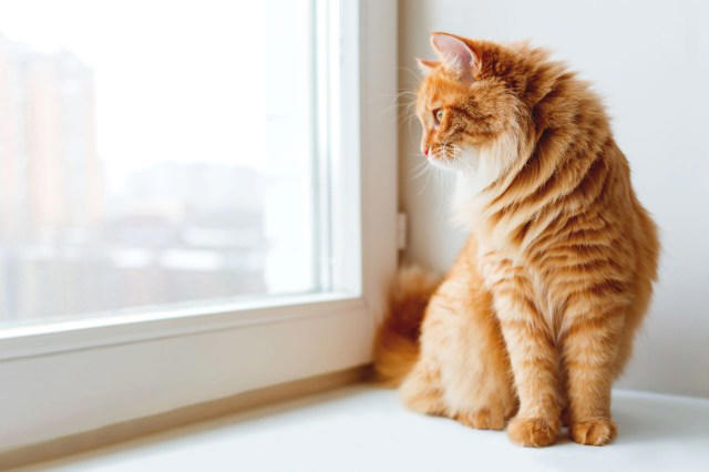 Study finds surprising reason why pet cats should be kept indoors ...