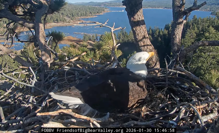 Big Bear bald eagle eggs eaten by raven as 20K keep watch on livestream