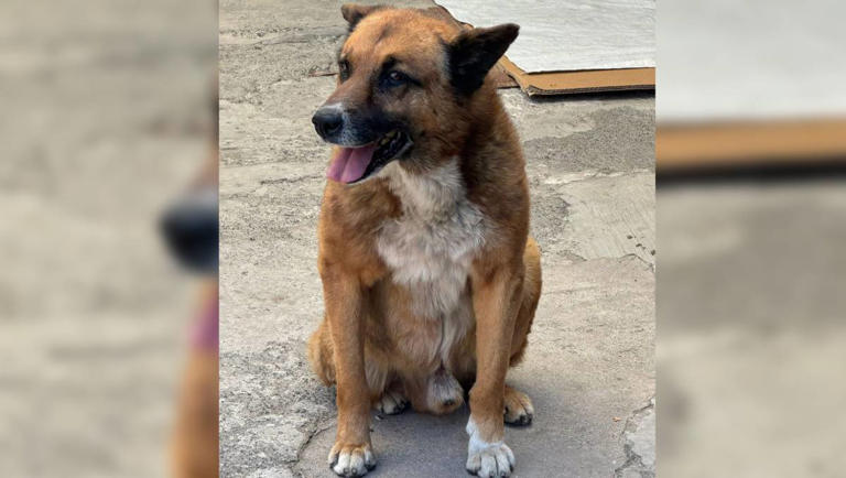 'Lobito' será dado en adopción tras recuperarse de lesiones en Naucalpan