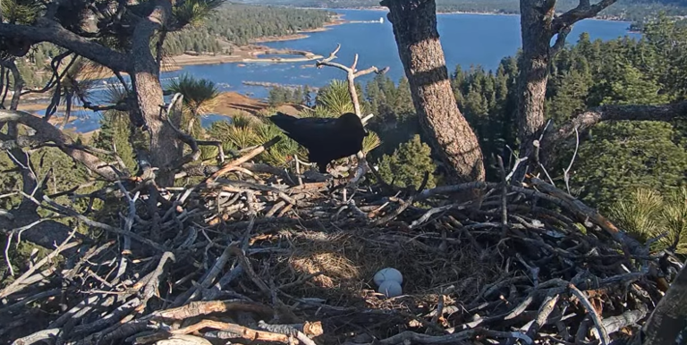 Big Bear's famous bald eagle nest breached by ravens. Here's what we ...