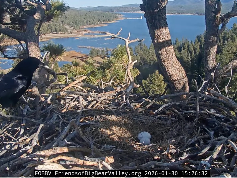Big Bear bald eagle eggs eaten by raven as 20K keep watch on livestream