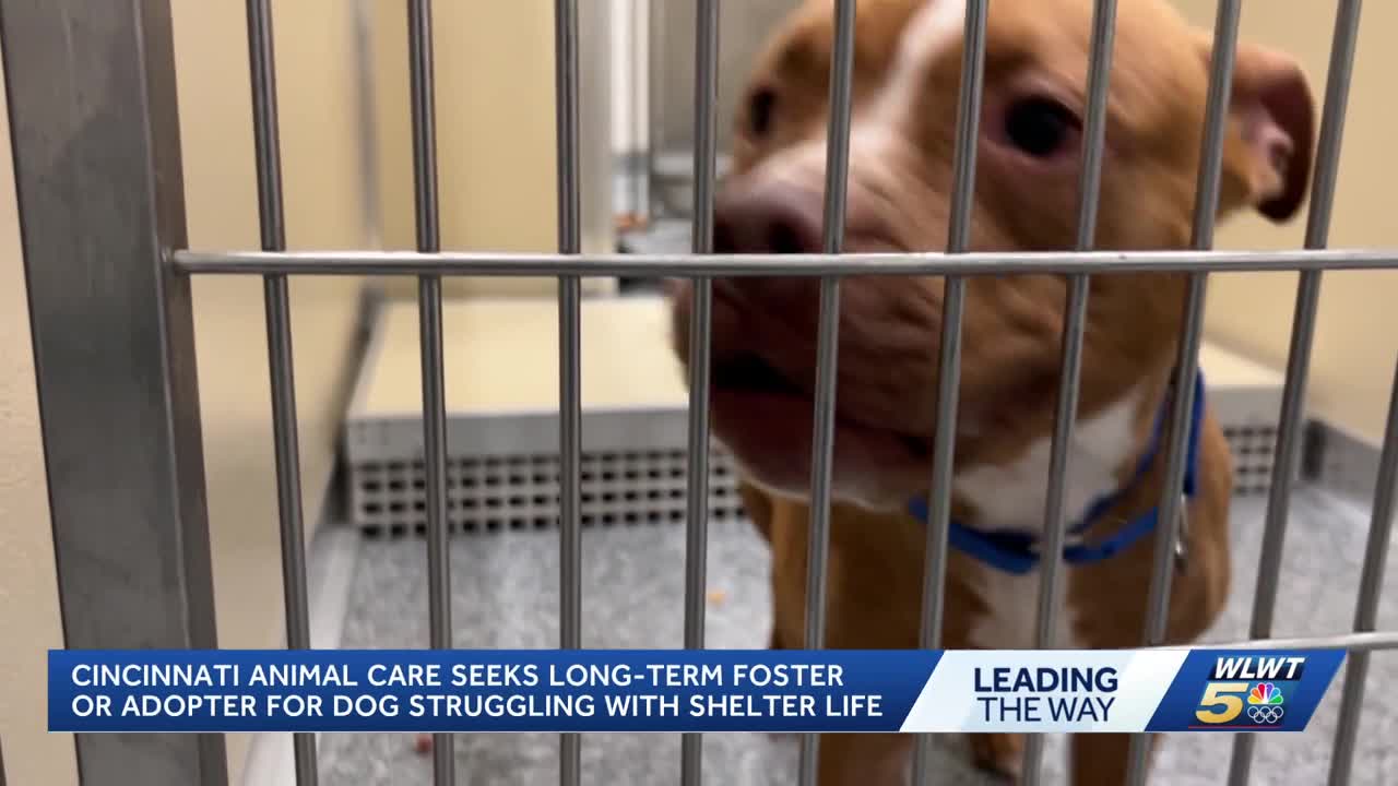 Cincinnati Animal CARE urgently seeking foster home for struggling dog