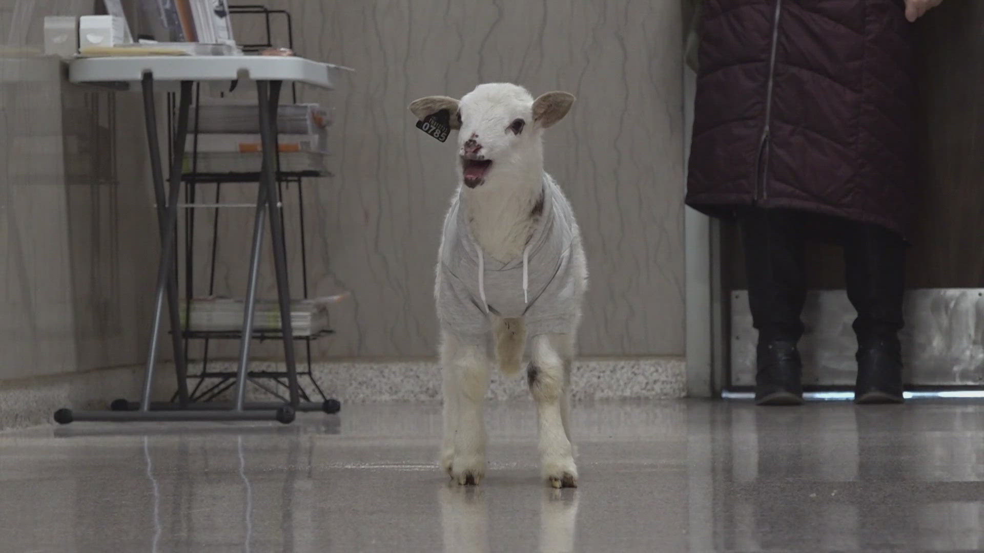 'Shrek' the sheep becomes courthouse celebrity at Tennessee agriculture ...