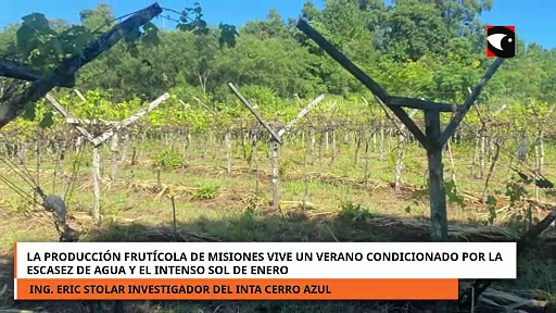Frutales en Misiones: el exceso de lluvias y el sol de enero provocaron ...