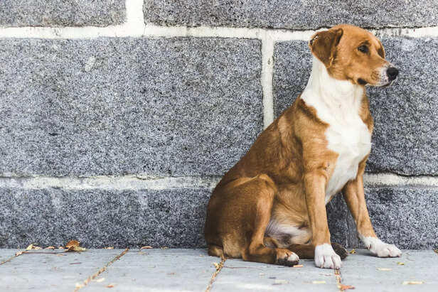 Why adopting indie dogs is becoming a responsible choice