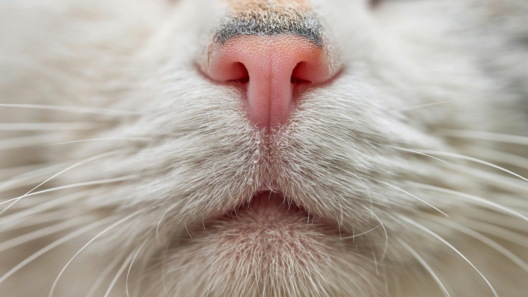 Si ves que la nariz de tu gato está así, corre al veterinario: puede ...