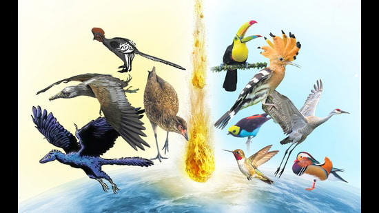 How to survive an asteroid: A look at how birds made it this far