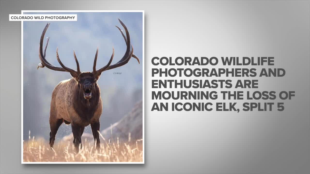 Colorado's wildlife community mourns the loss of famous elk Split 5, an ...