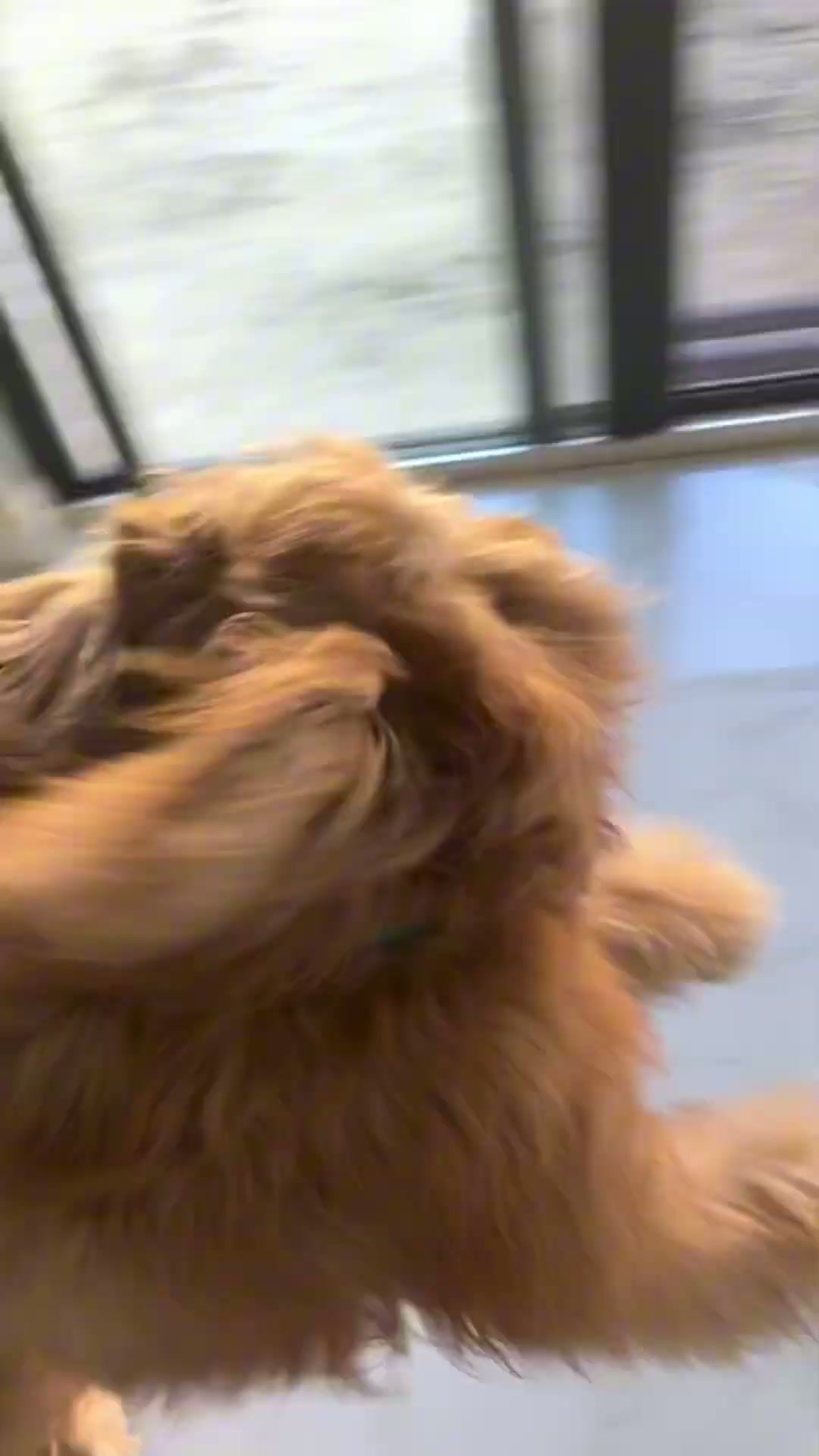 Real life cartoon dog! #goldendoodle #goofy #cartoon #goofyahh