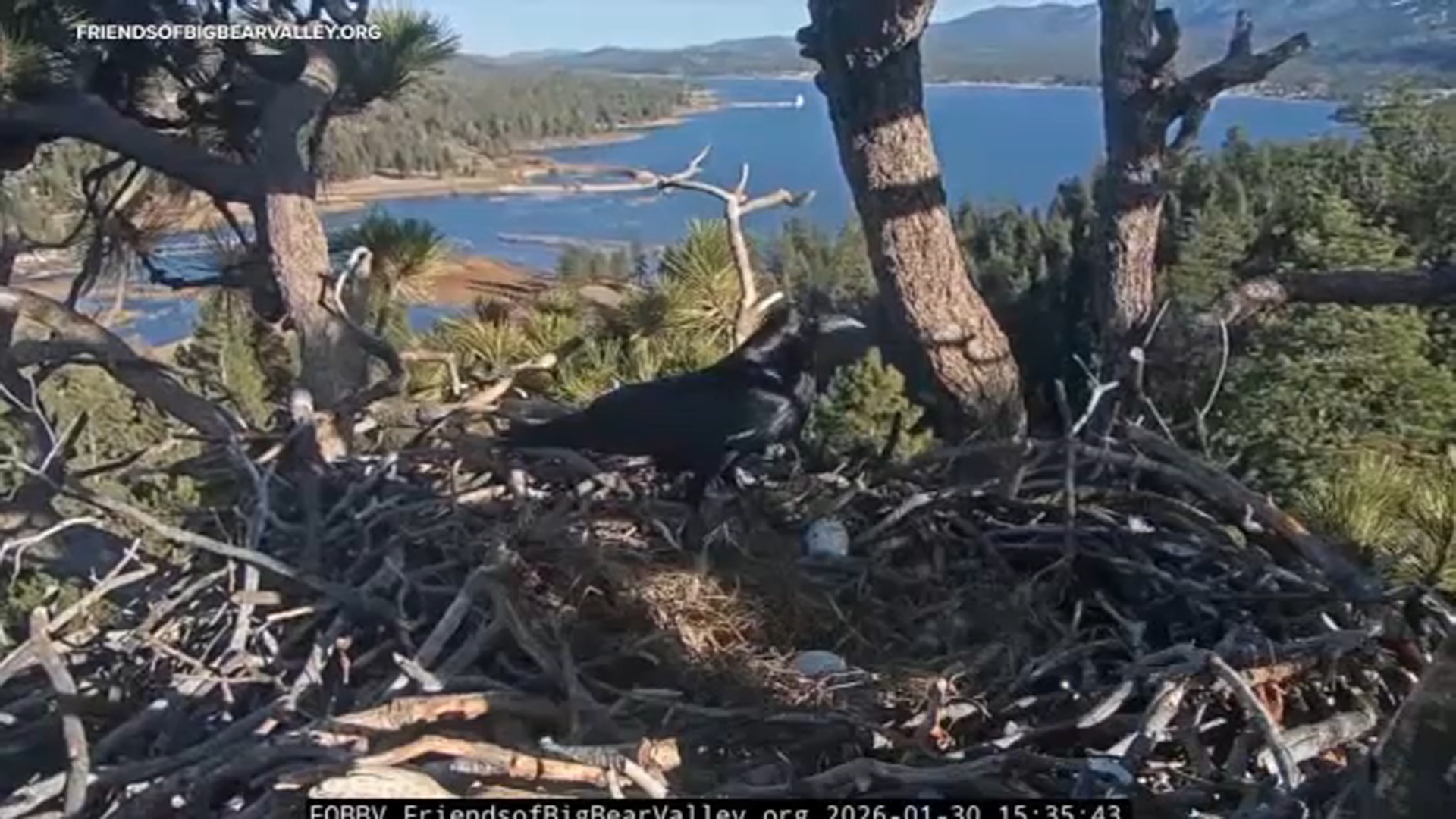 Beloved Big Bear bald eagles Jackie and Shadow lose both eggs after ...