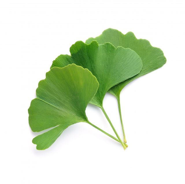 Ginkgo Blatt Bedeutung