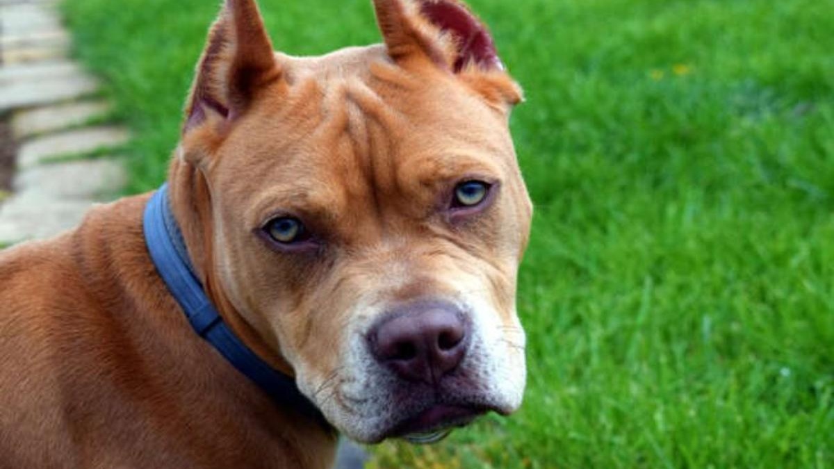 The 15 most aggressive dog breeds to know before choosing your next pet