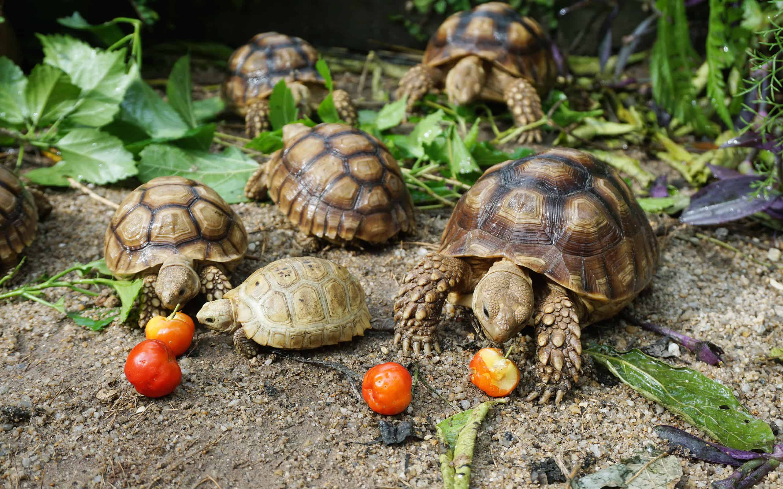 Not sold on a snake? These 8 reptiles make great pets