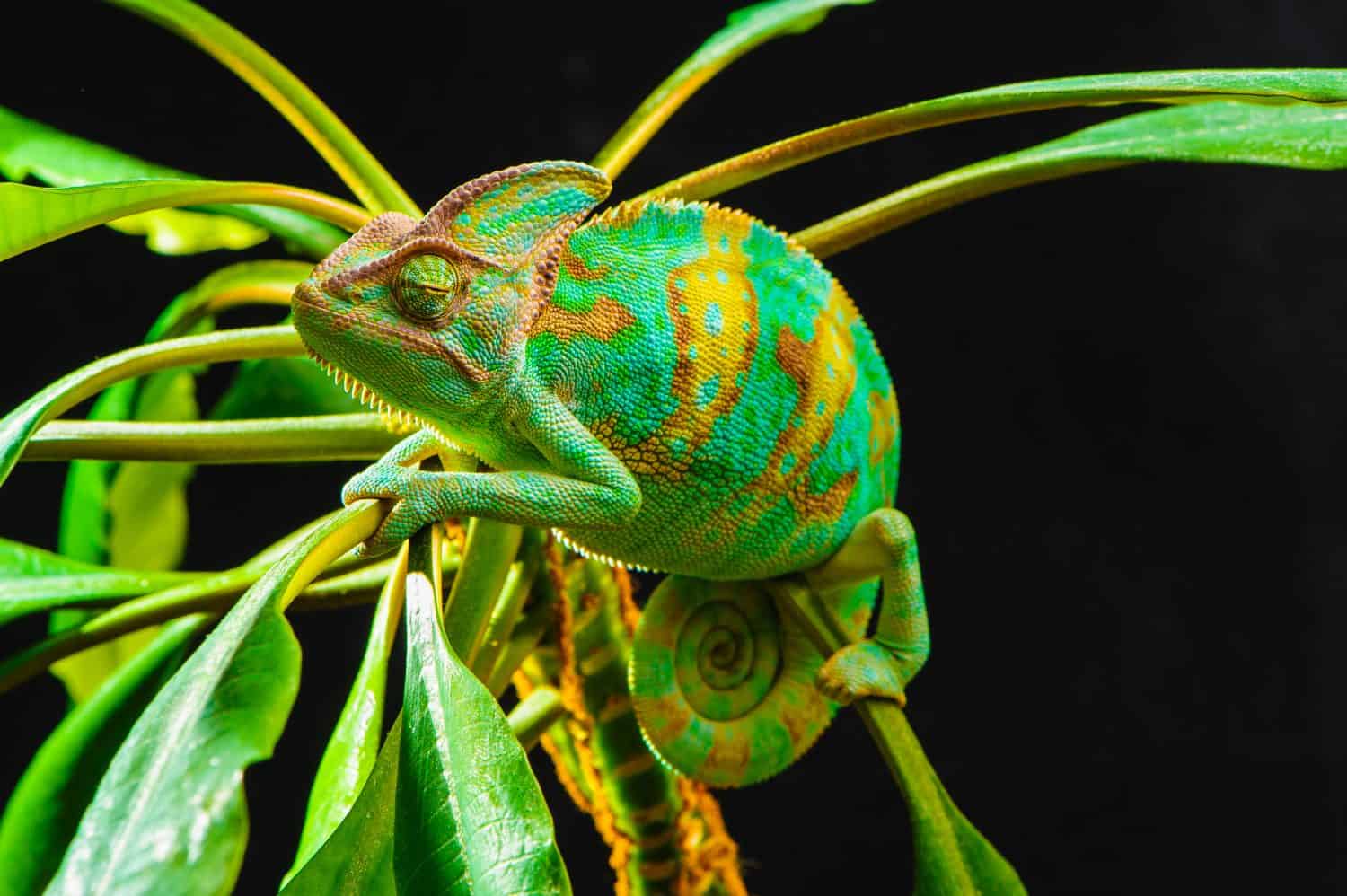 Not sold on a snake? These 8 reptiles make great pets