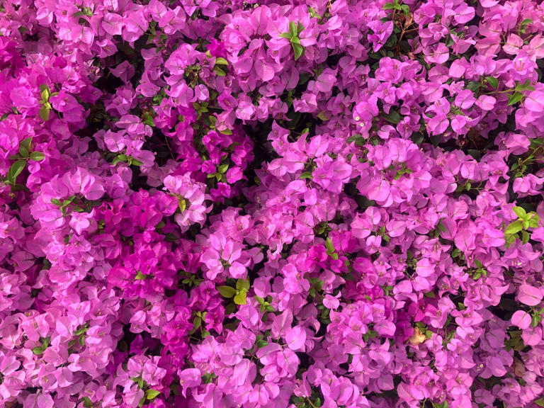 6 fast-growing climbing plants that are perfect for beginner gardeners