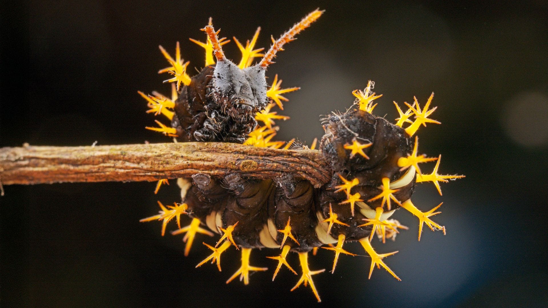 De la 'Saturnidae' a la 'Bumelia webworm': el sorprendente mundo de las ...