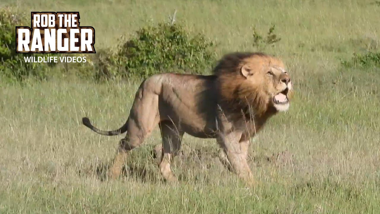 Invading Males Overtake Lion Pride Maasai Mara Safari Zebra Plains