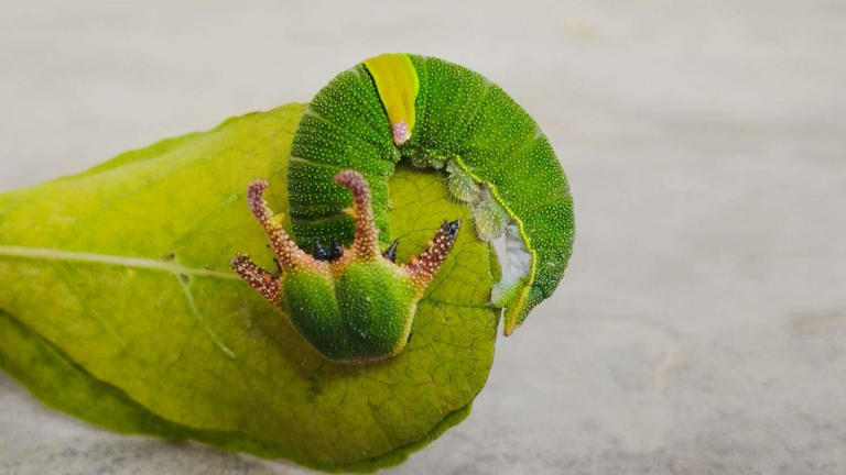 This real-world larva looks like a mini dragon