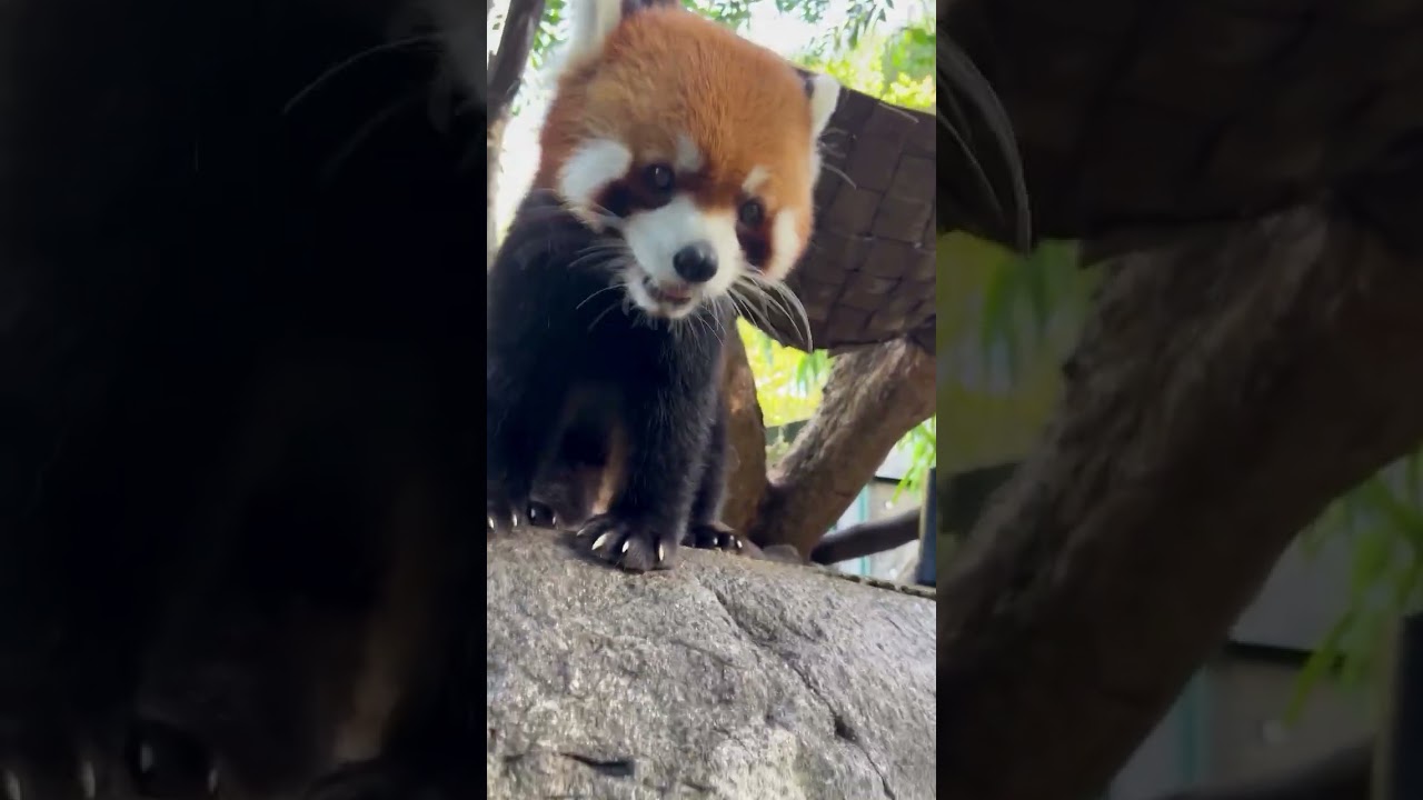 Watch a cute red panda playing in the green trees