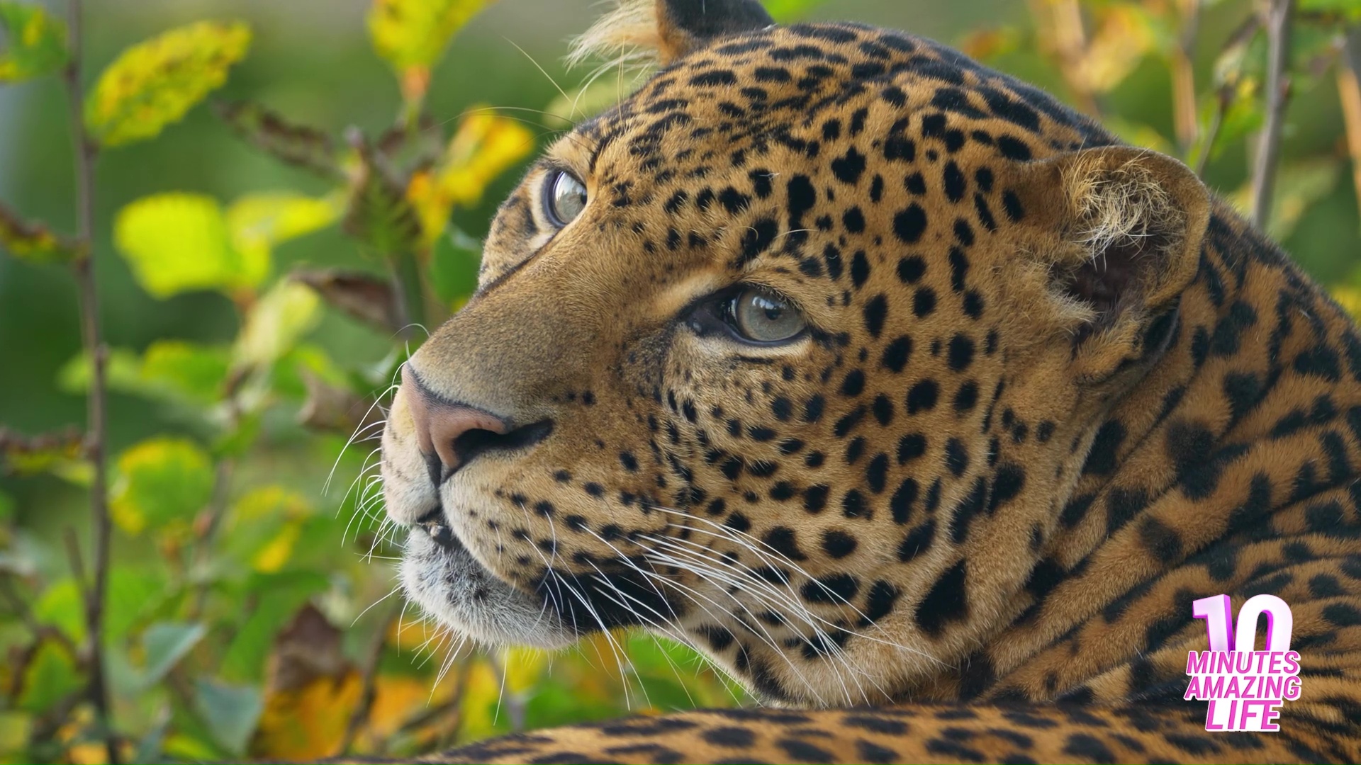 Leopard pauses to scan its environment