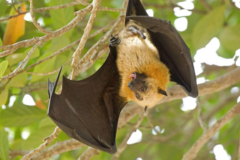 Everything we know about Nipah virus as '100 quarantined' over bat ...