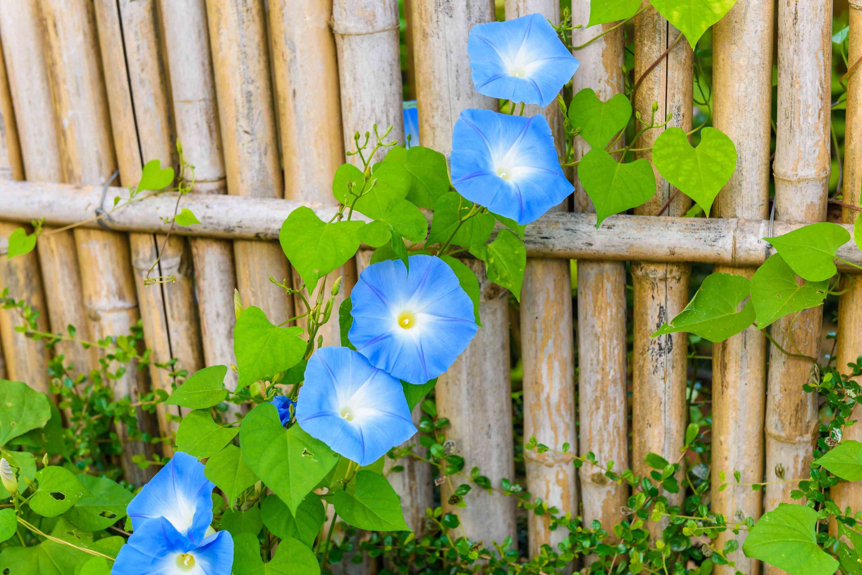 6 fast-growing climbing plants that are perfect for beginner gardeners