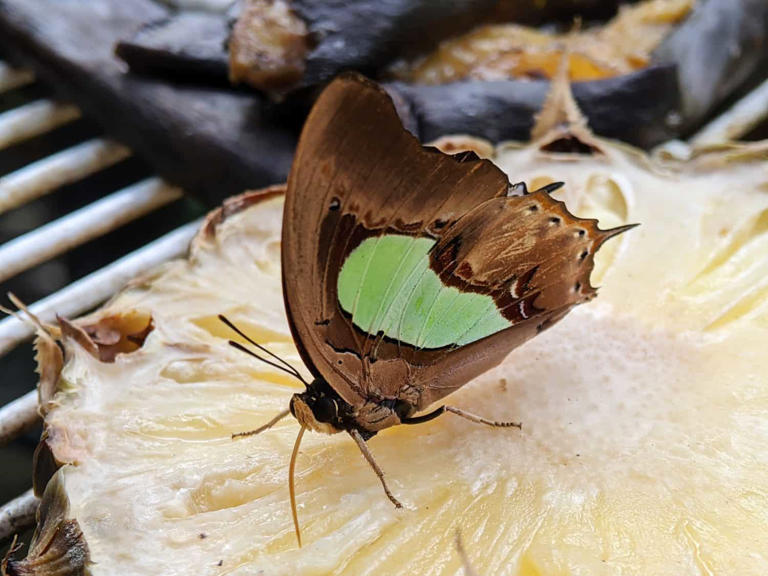 This real-world larva looks like a mini dragon
