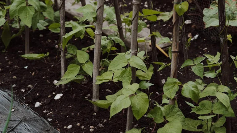 The $2,000 grocery hack: How retirees are using micro-homesteading