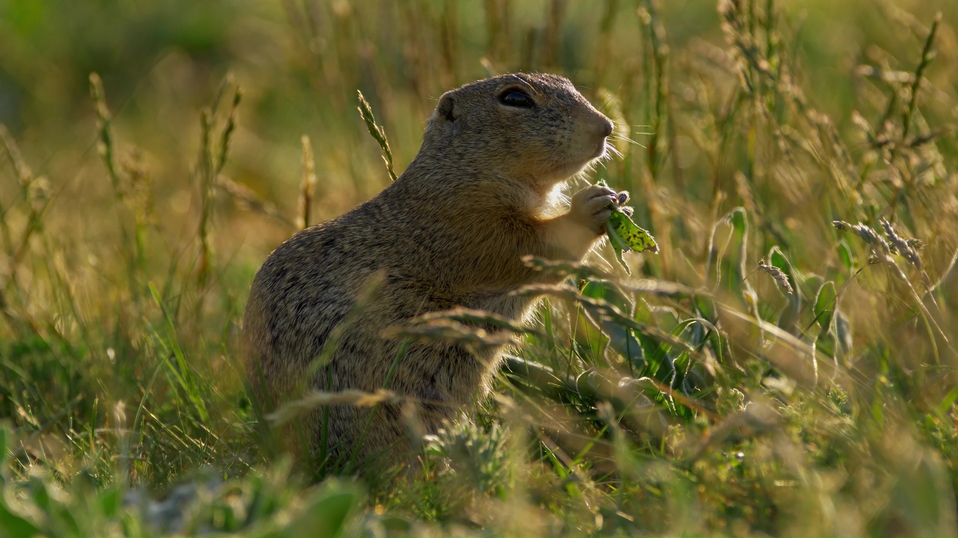 Una ardilla terrestre disfrutando su comida en la hierba