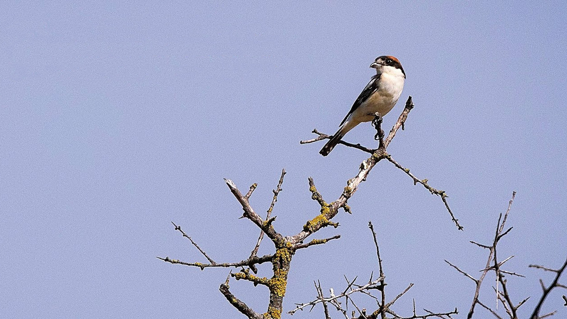 Photographing shrikes and wild birds in Greece