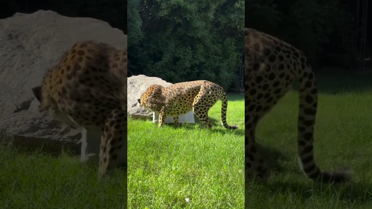 Leopard Kerrera enjoys spooky Halloween pumpkin fun
