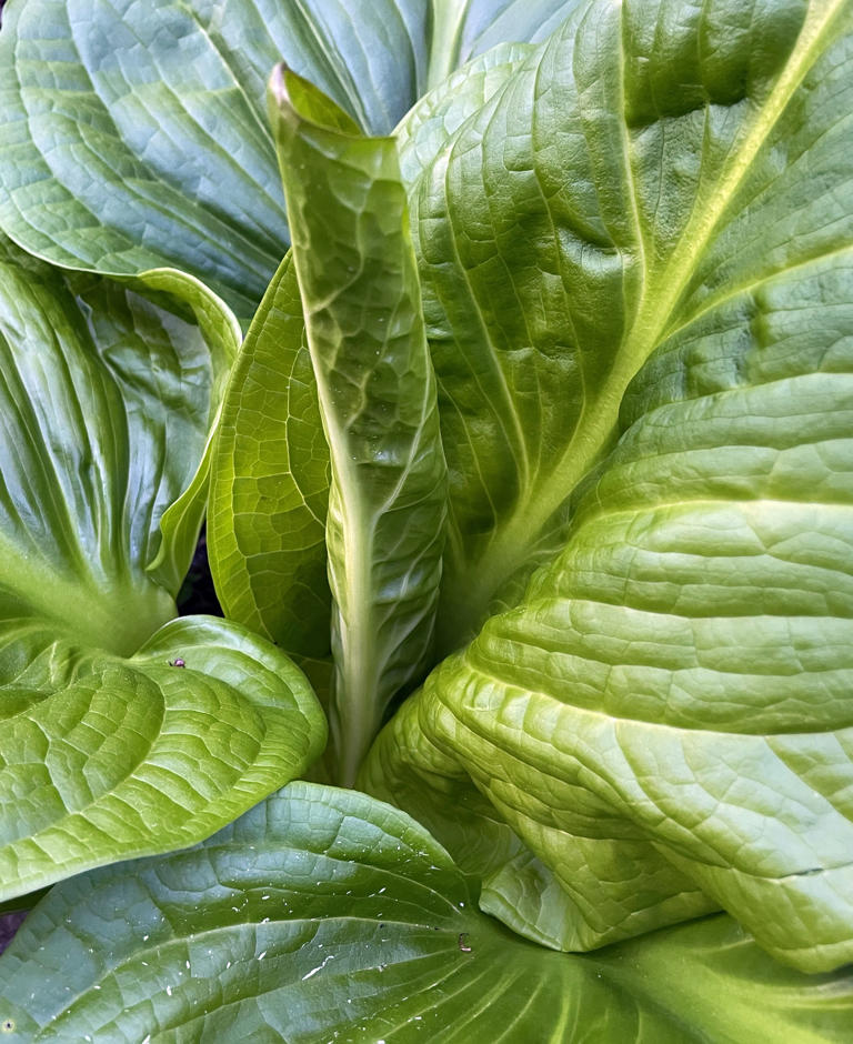 The first bloom of the year is here, even if it’s buried in snow