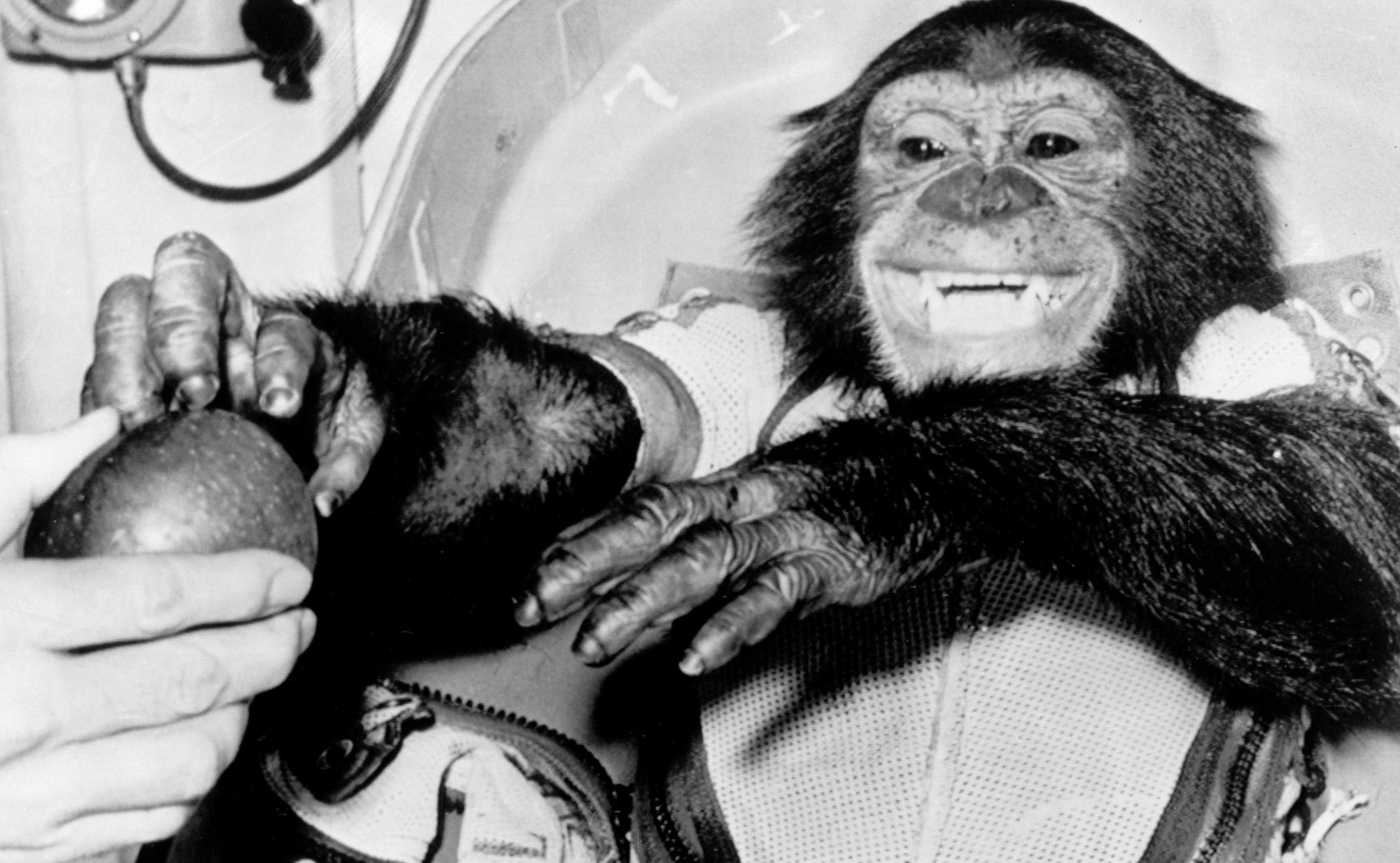 This day in history: Ham the astrochimp journeys to space