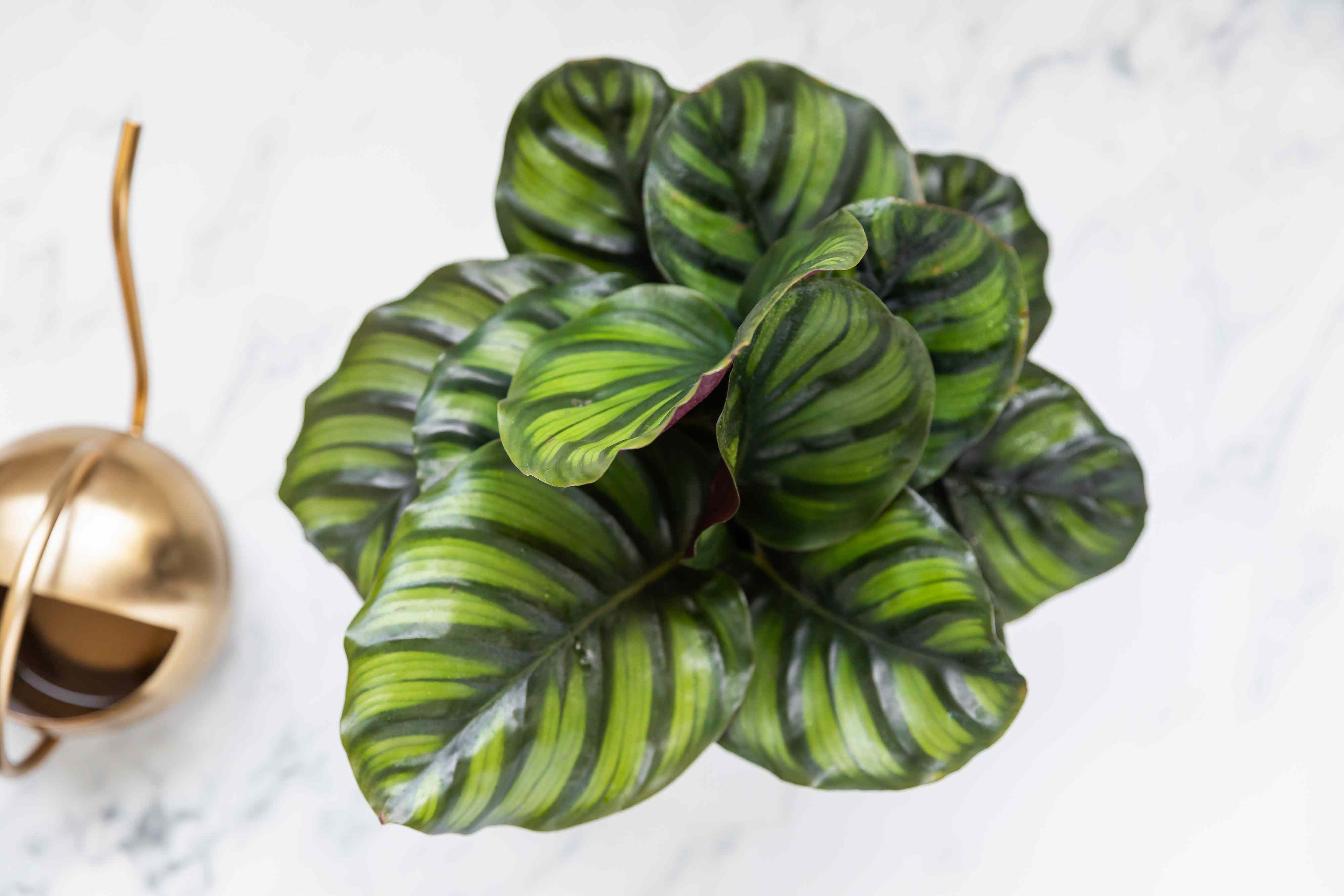 Why calathea leaves turn yellow—and the fix you need to make now