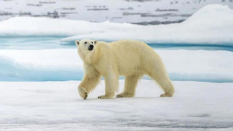 Orsi polari alle Svalbard: uno studio rivela un trend sorprendente ...