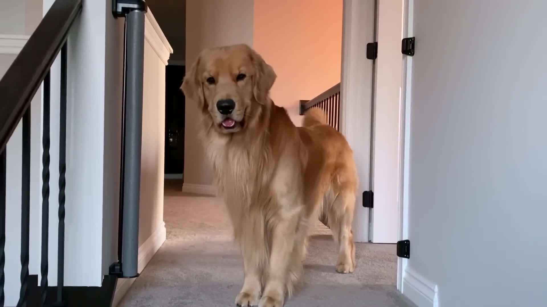 First reaction of my dog becoming a father